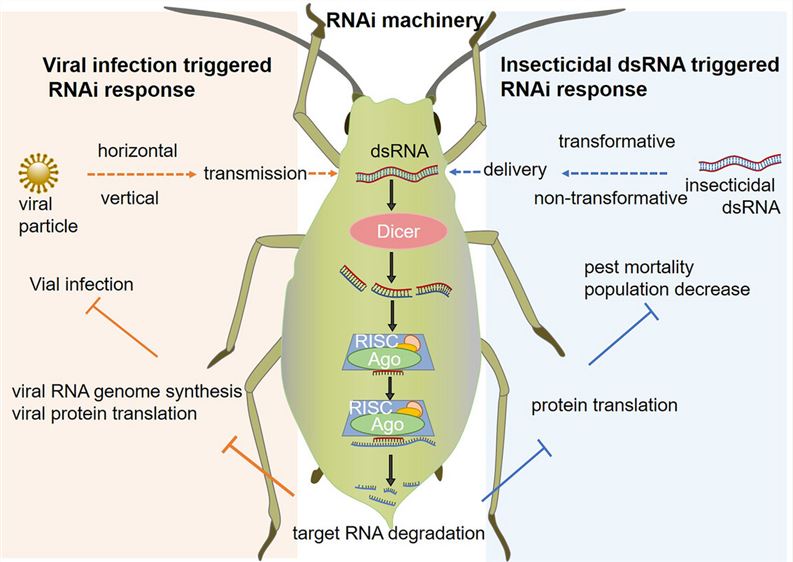 dsRNA - Revolutionizing Gene Silencing and Beyond - Creative Diagnostics