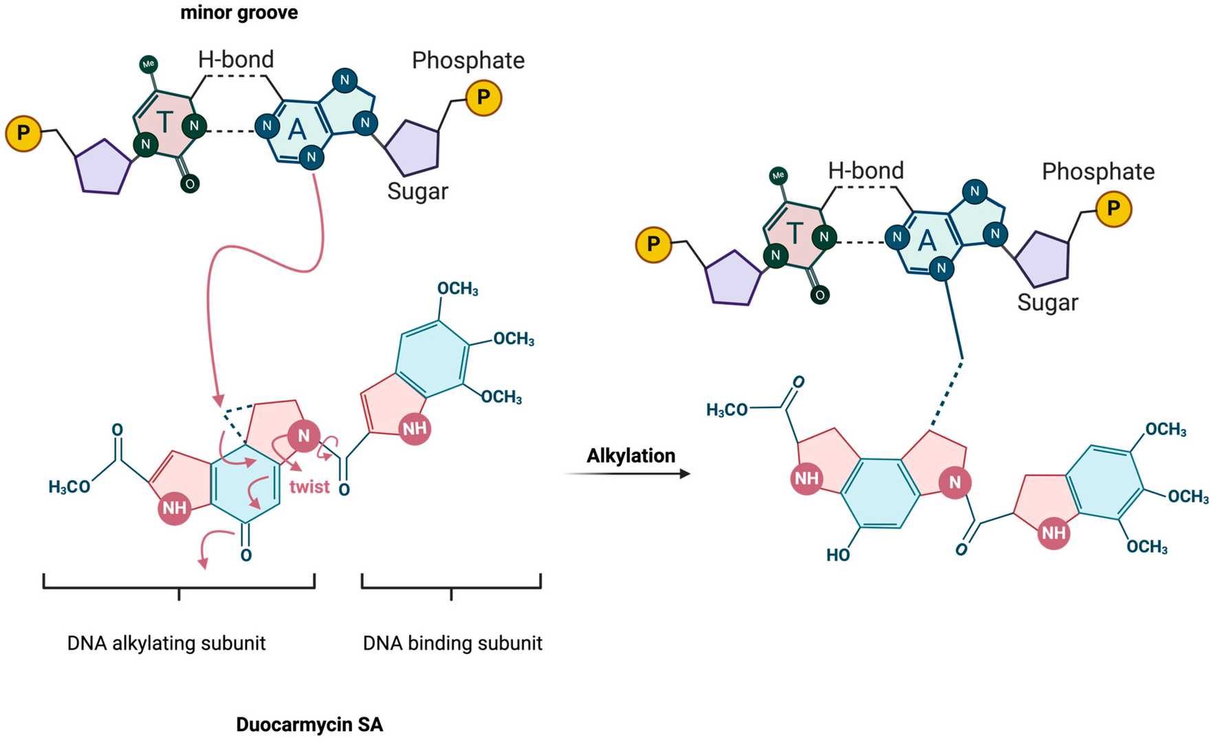 Duocarmycin Mechanism of Action Explained - Creative Diagnostics