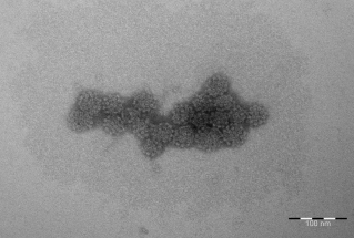 Recombinant HPV L1 VLP - Creative Diagnostics