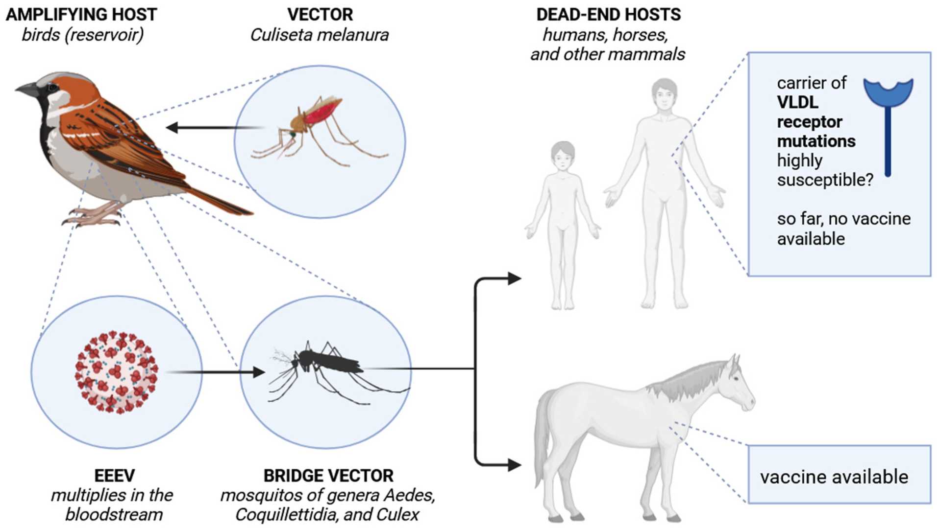 Eastern Equine Encephalitis Virus - Creative Diagnostics