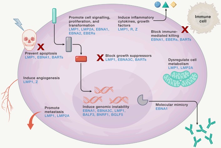 Human Infection with EBV - Creative Diagnostics