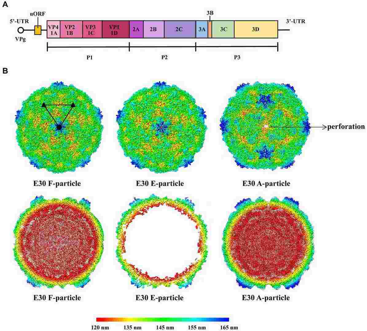 Echovirus - Creative Diagnostics