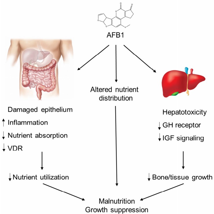 Aflatoxin B1 and Its Implications - Creative Diagnostics