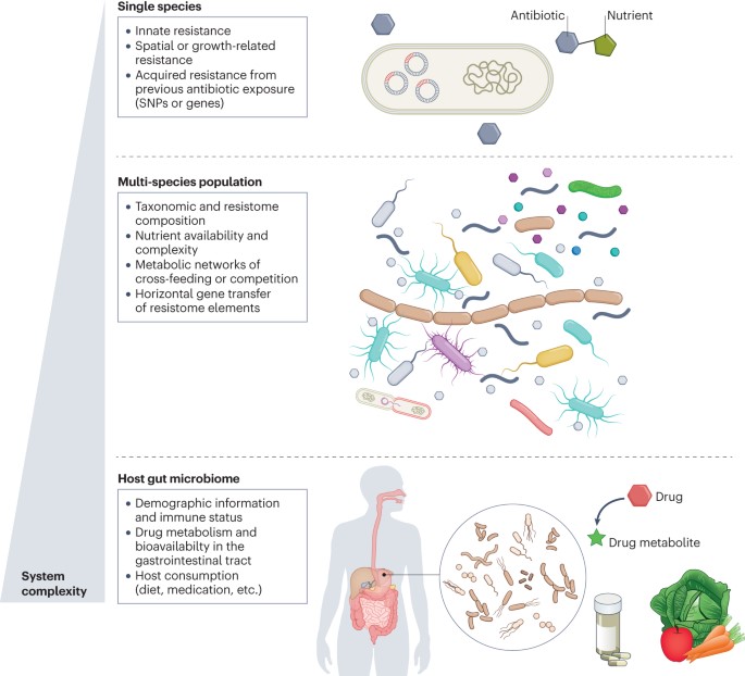 A Comprehensive Guide to Kanamycin - Creative Diagnostics