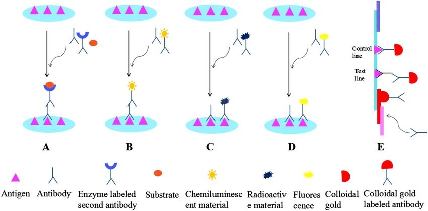 ELISA Detection of Kanamycin Residues in Food - Creative Diagnostics