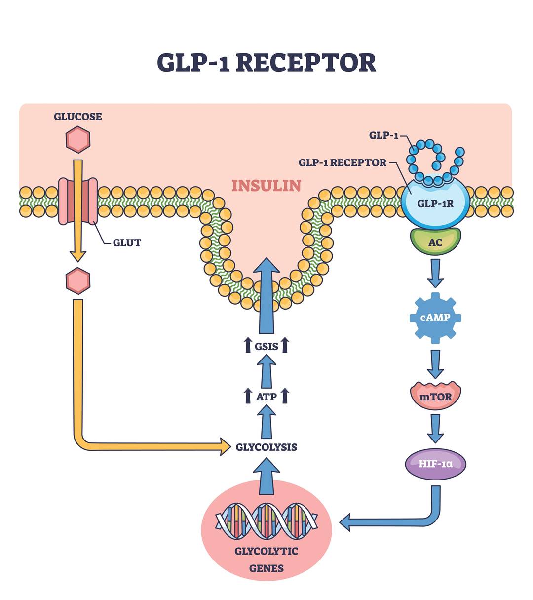 ELISA for ADA and PK in Macromolecule Drug Research - Creative Diagnostics