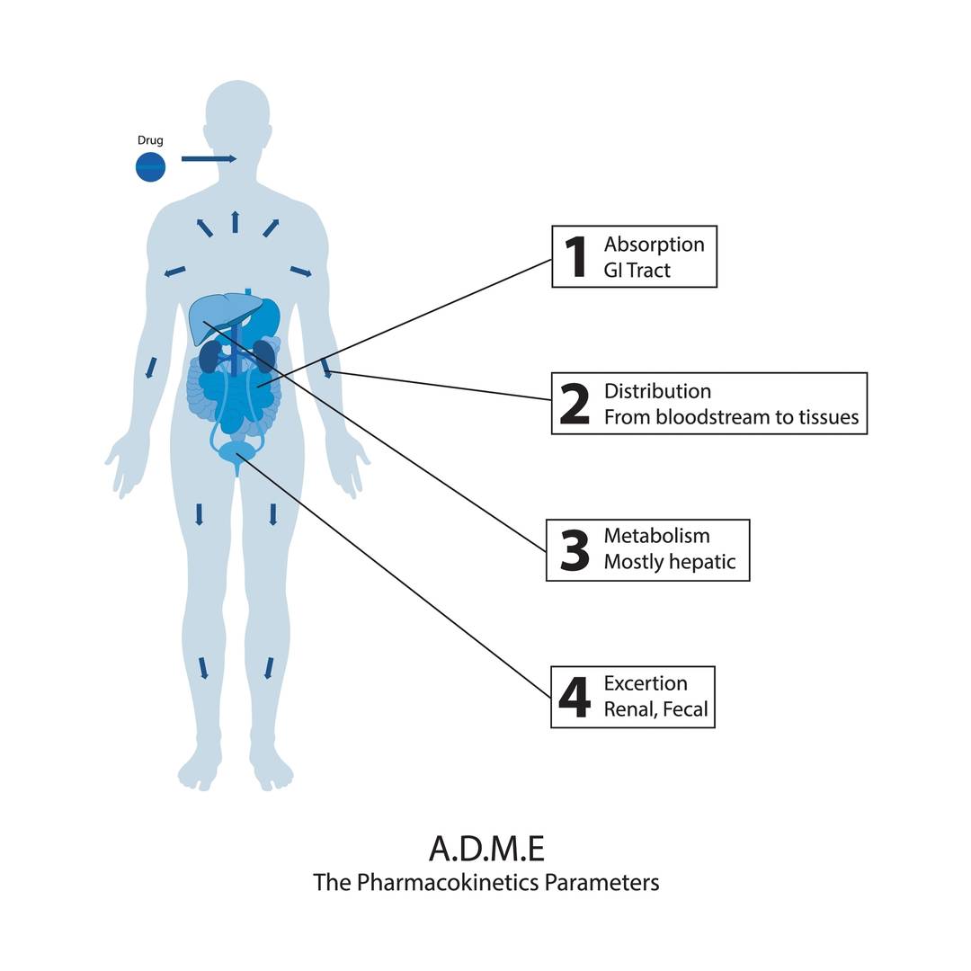 ELISA for ADA and PK in Macromolecule Drug Research - Creative Diagnostics