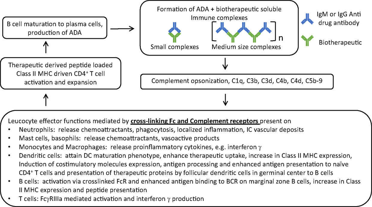 ELISA for ADA and PK in Macromolecule Drug Research - Creative Diagnostics