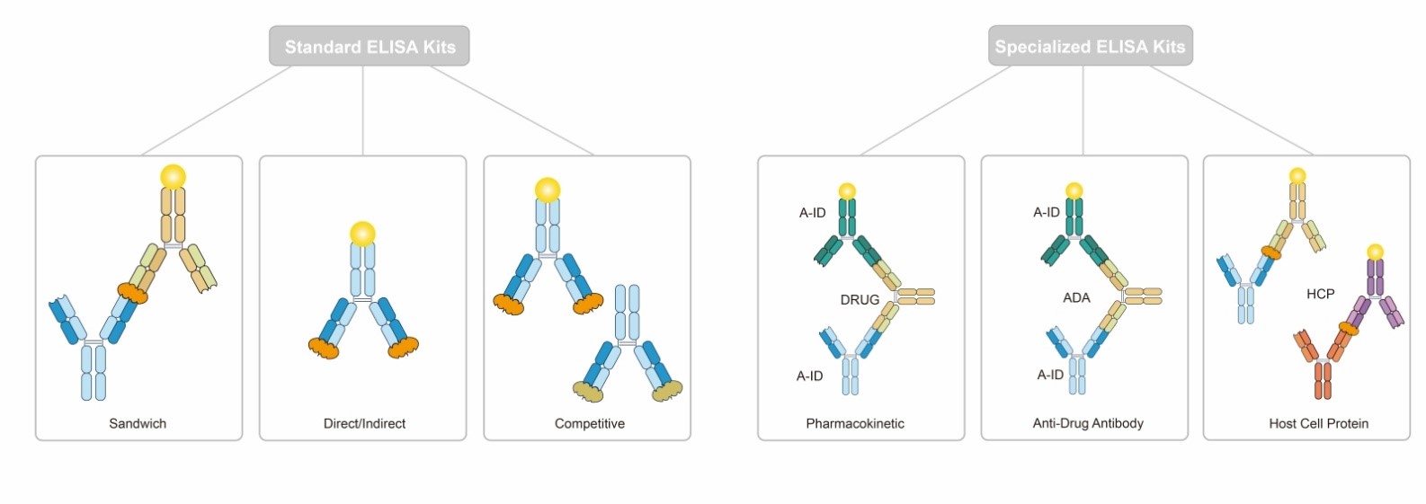 ELISA Kit Development - Creative Diagnostics