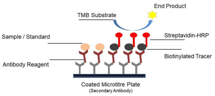 ELISA Kits for Peptide Drugs Detection - Creative Diagnostics