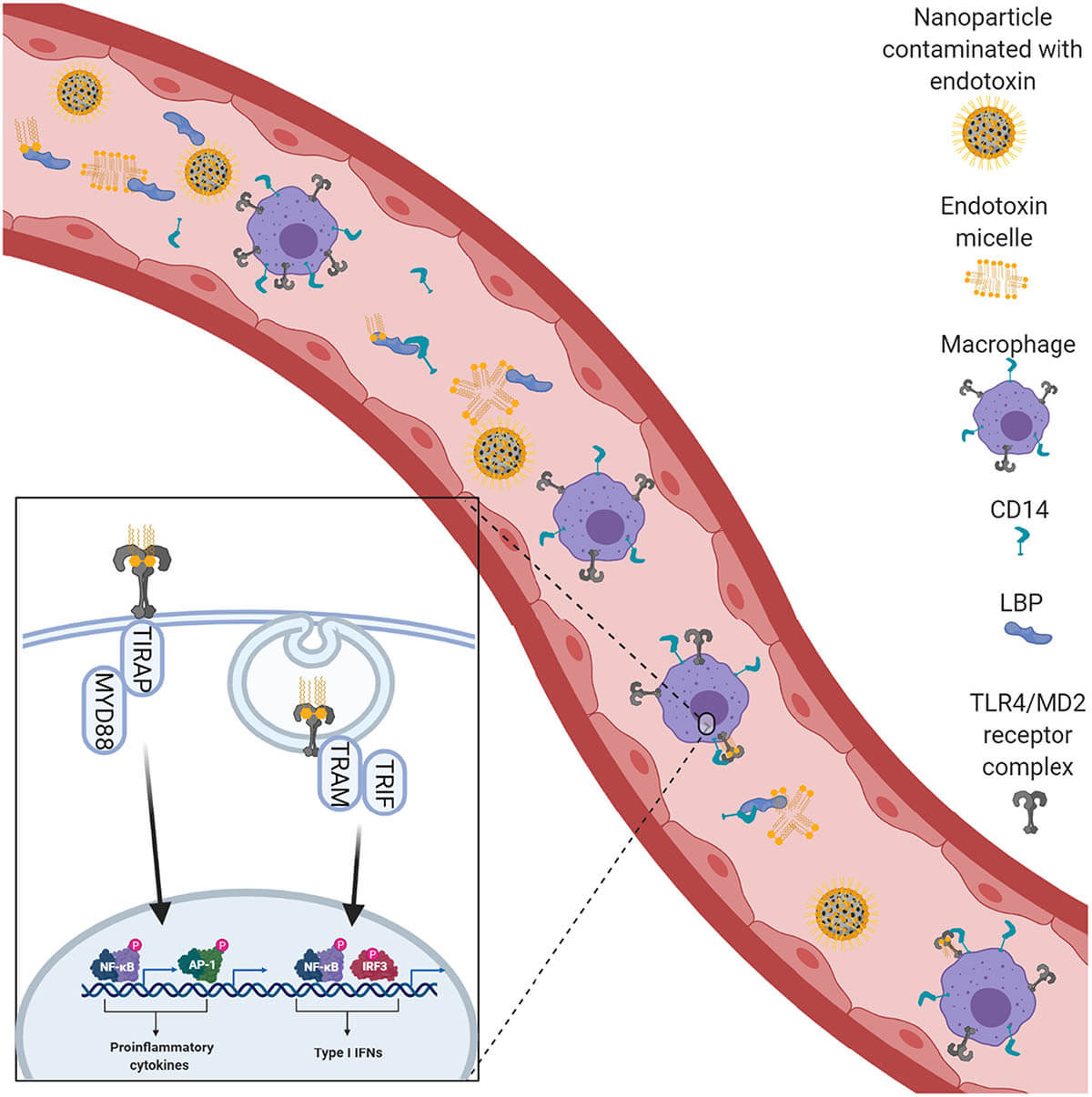 Endotoxin - Creative Diagnostics