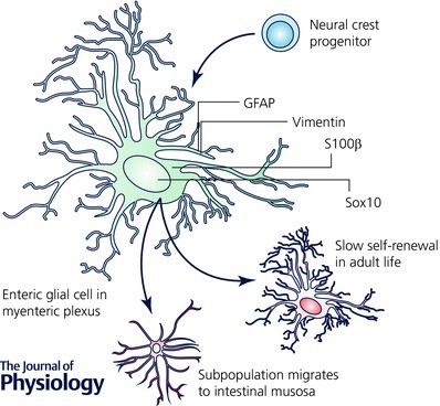 Enteric Glial Cell Markers - Creative Diagnostics