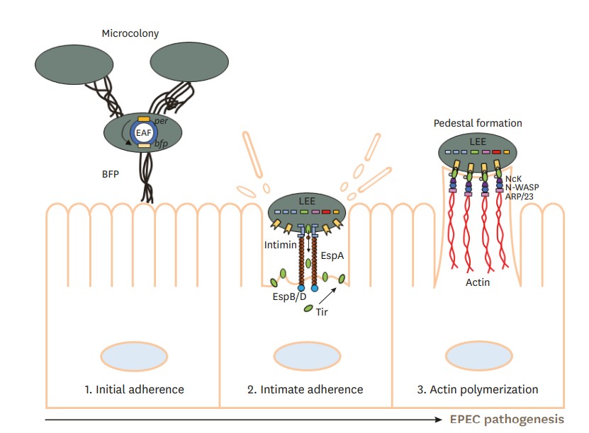Enteropathogenic E. coli (EPEC) - Creative Diagnostics