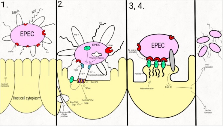 Enteropathogenic E. coli (EPEC) - Creative Diagnostics