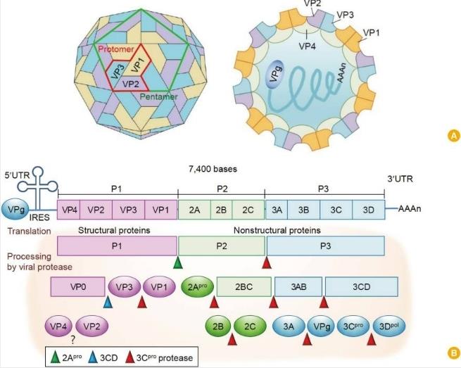 Enterovirus 71 Vaccines and Prevention of Hand-foot-mouth Disease (HFMD ...