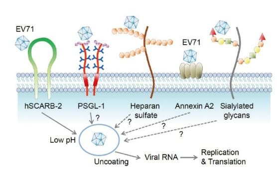 Enterovirus 71 Vaccines and Prevention of Hand-foot-mouth Disease (HFMD ...