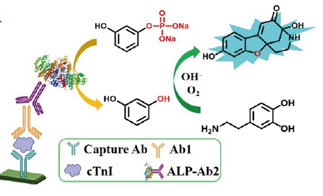 Enzyme-Linked Immunosorbent Assays (ELISA) Platform - Creative Diagnostics