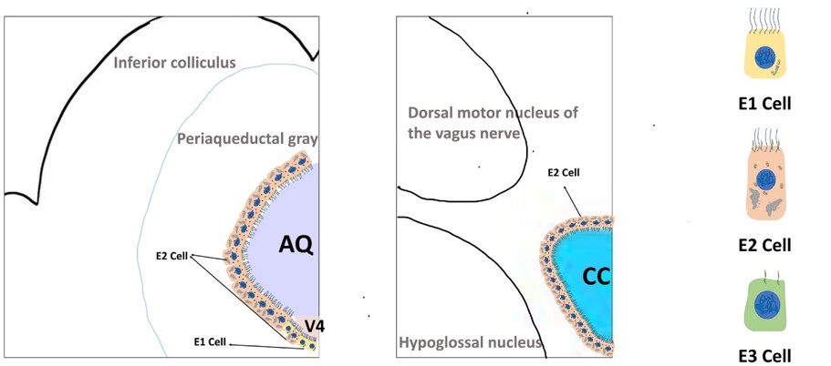 Ependymal Cell Markers - Creative Diagnostics