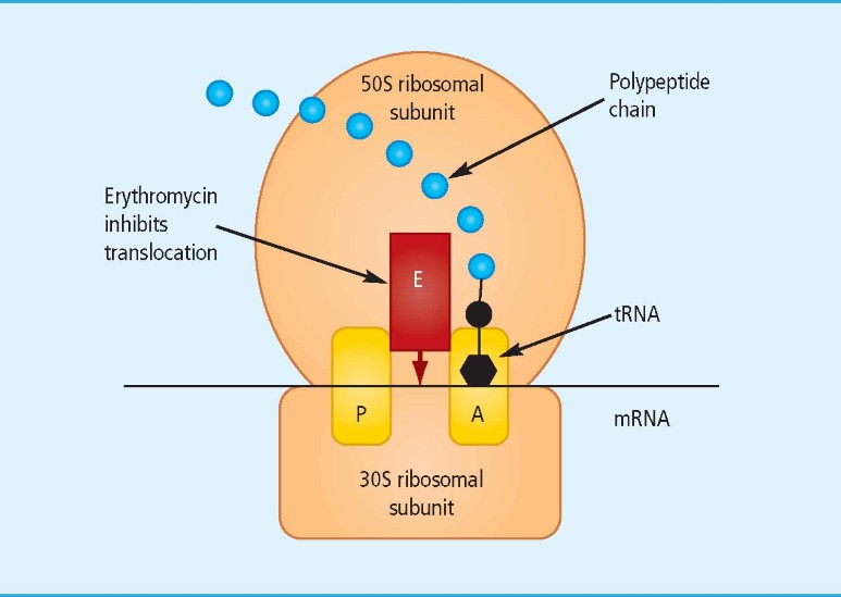 Erythromycin: An Overview - Creative Diagnostics