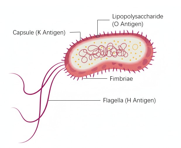 Escherichia coli Antigen Serotyping and Characterization - Creative ...