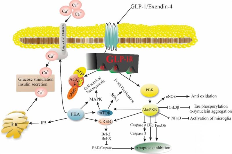 Exendin-4: A GLP-1R Agonist - Creative Diagnostics