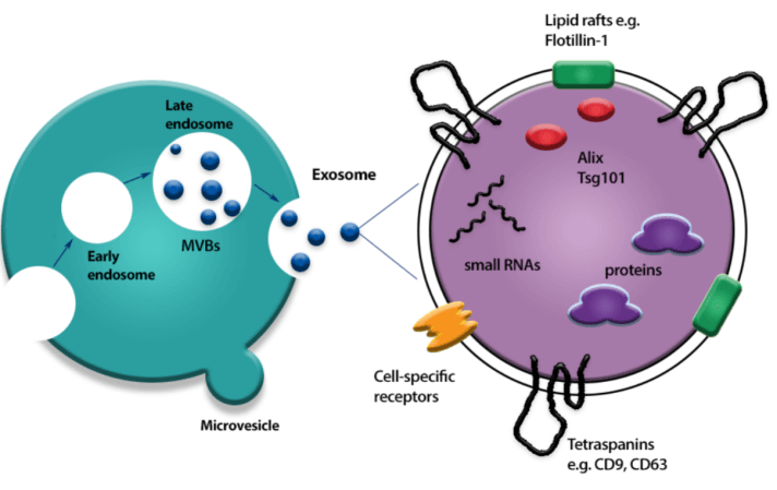 Exosome Quantification Immunoassay Kits - Creative Diagnostics