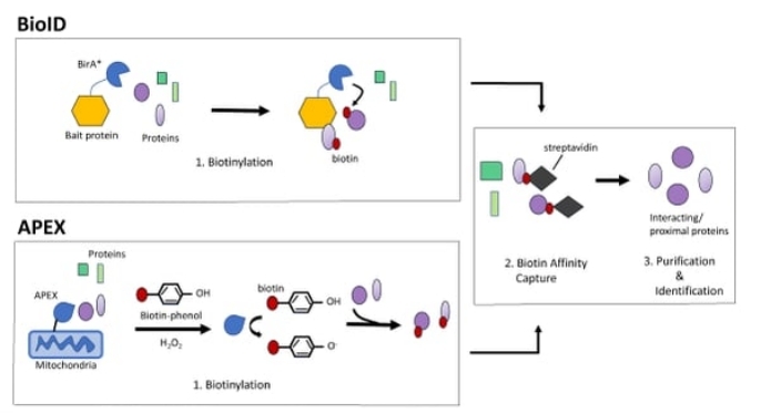 Exploring Epigenetics: Methods and Applications - Creative Diagnostics