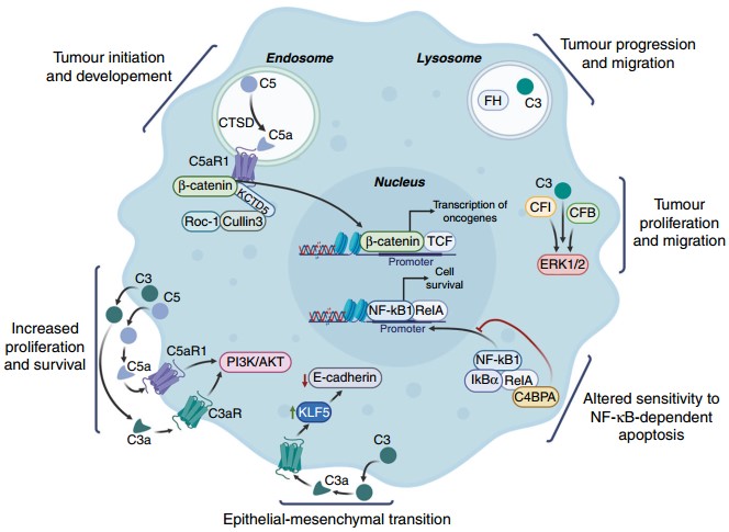 Extracellular and Intracellular Complement Systems - Creative Diagnostics