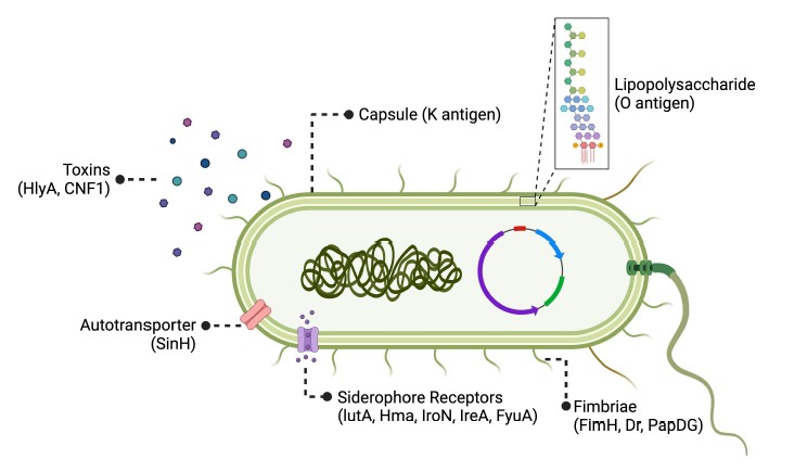 Extraintestinal Pathogenic E. coli (ExPEC) - Creative Diagnostics