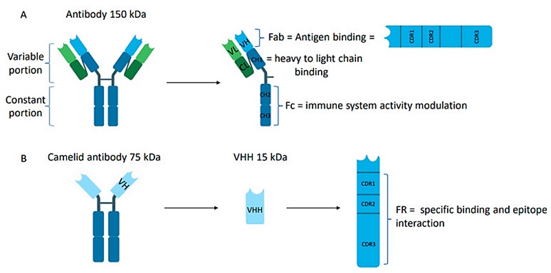 Features and Applications of VHH Molecules - Creative Diagnostics