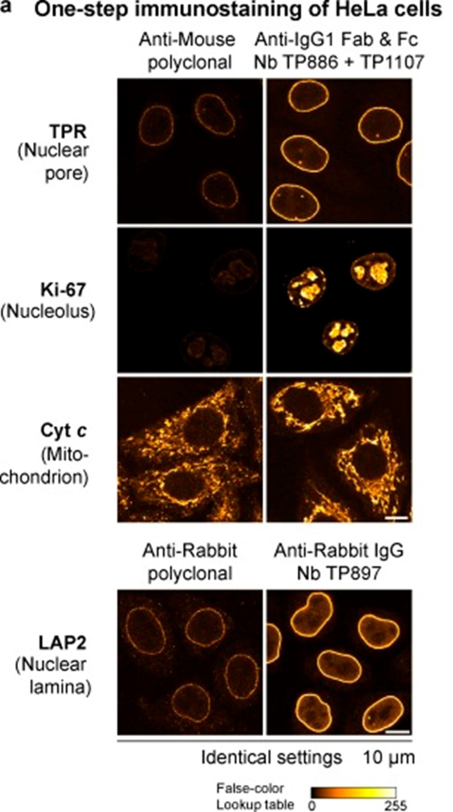 Features and Applications of VHH Molecules - Creative Diagnostics