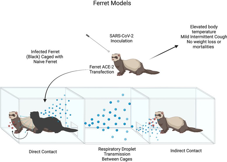 Ferret Antibodies - Creative Diagnostics
