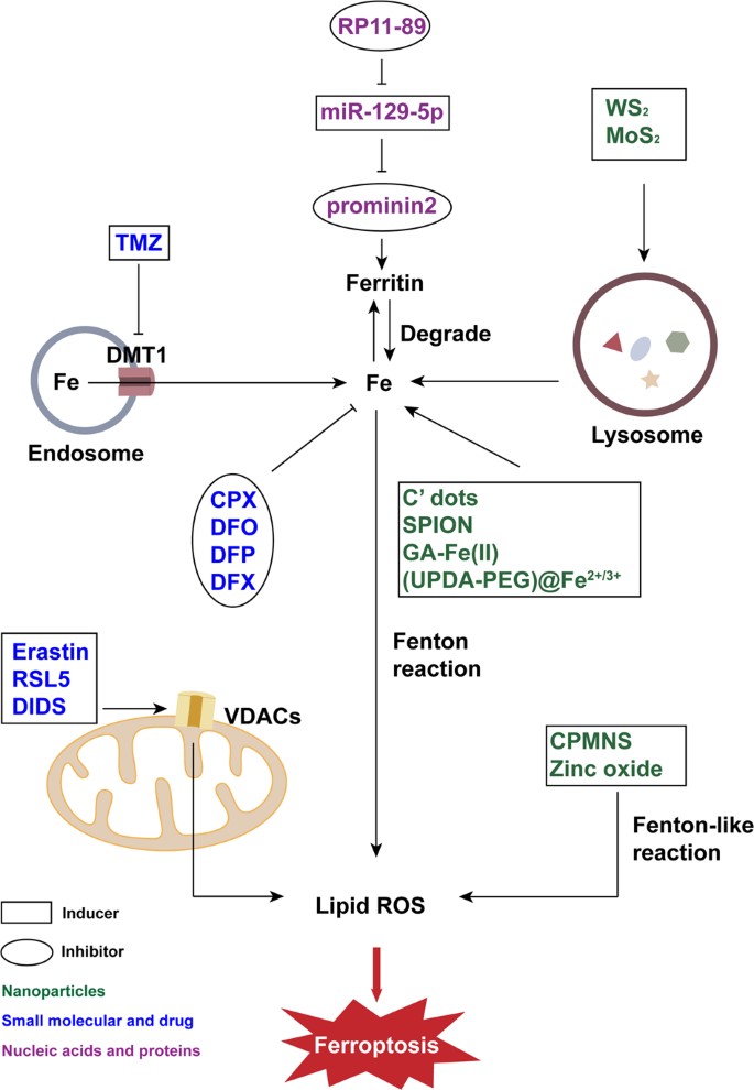 Ferroptosis-Inducing Small Molecule Drug - Creative Diagnostics