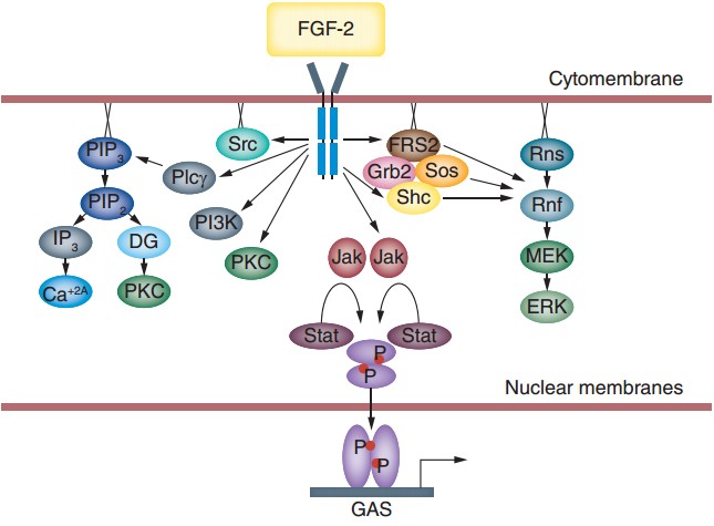 FGF‑2 Signaling and Biological Functions - Creative Diagnostics