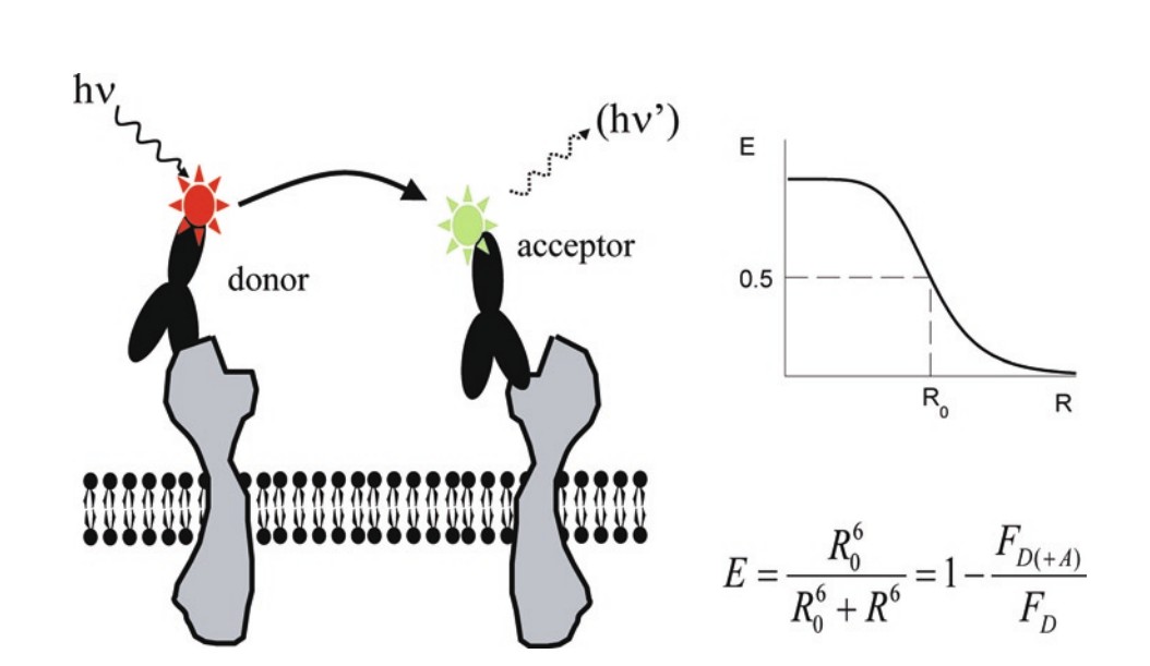 Flow Cytometric FRET Analysis of Protein Interaction Protocol ...