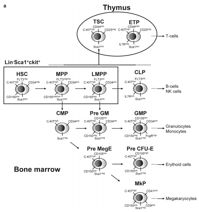 FC Assays in Primary Immunodeficiency Diseases Protocol - Creative ...