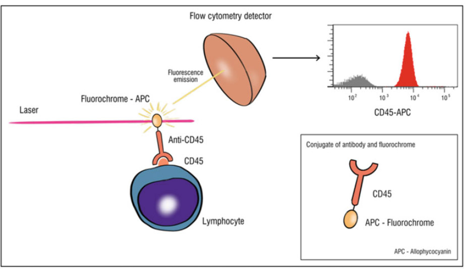 Fluorescent-Activated Cell Sorting (Flow Cytometry) Protocol - Creative Diagnostics