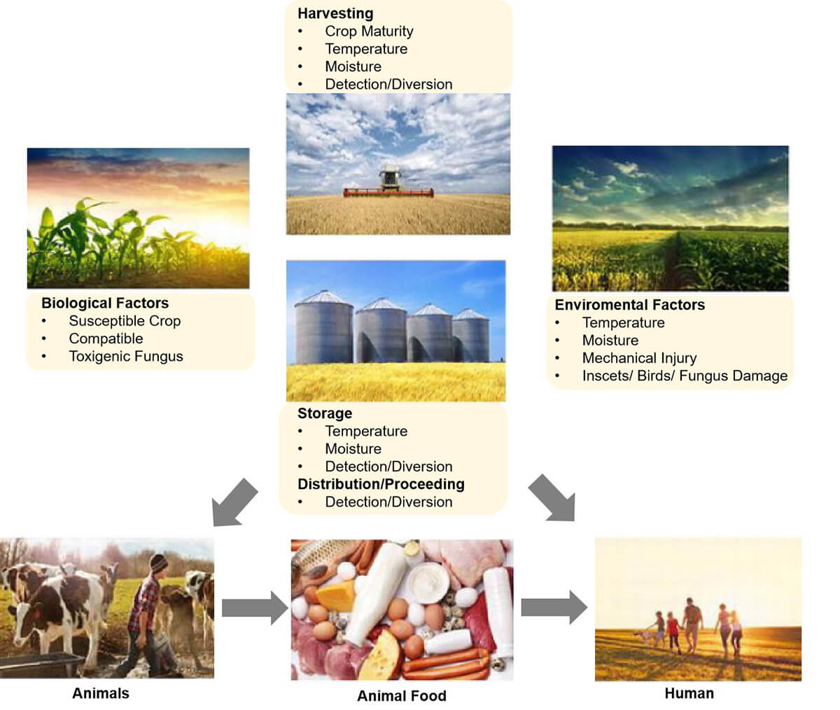 Food Safety Testing - Creative Diagnostics