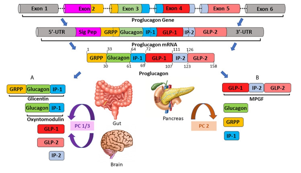 Functions and Regulation of Proglucagon Family Peptides - Creative ...