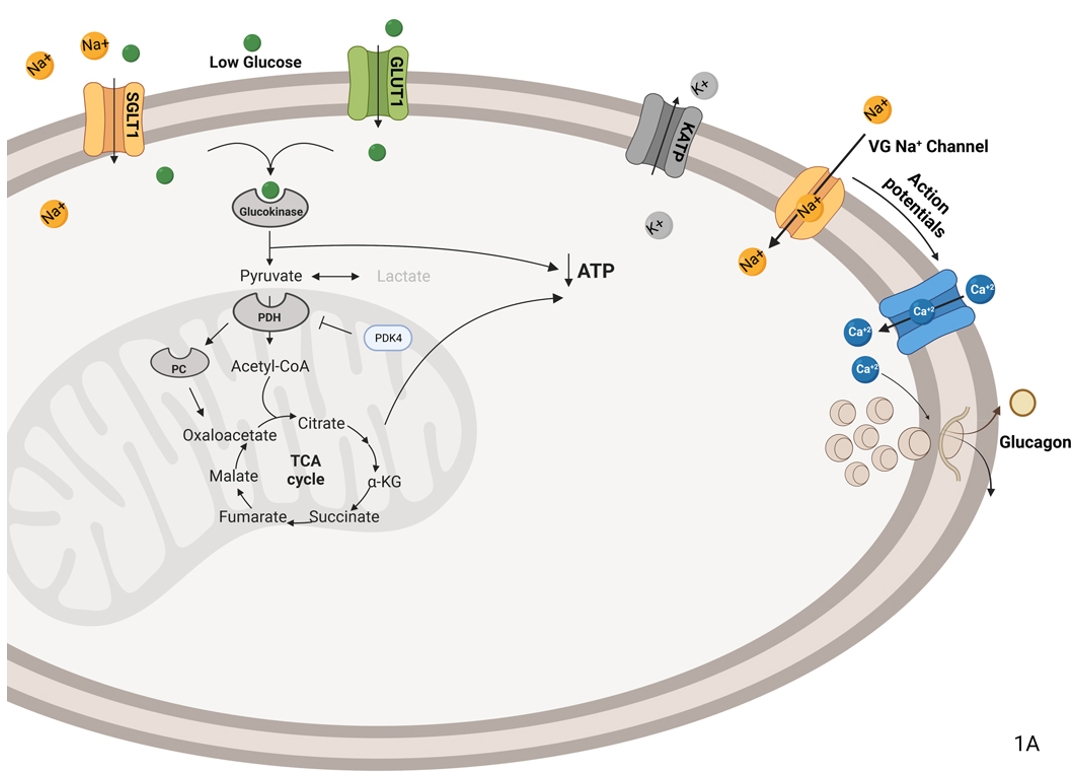 Functions and Regulation of Proglucagon Family Peptides - Creative ...