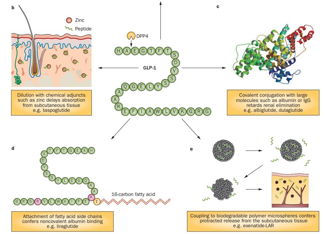 Functions and Regulation of Proglucagon Family Peptides - Creative ...