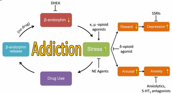 Functions of Endorphin - Creative Diagnostics
