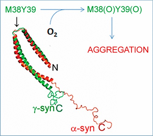 Gamma Synuclein Pre-Formed Fibrils (PFFs) - Creative Diagnostics