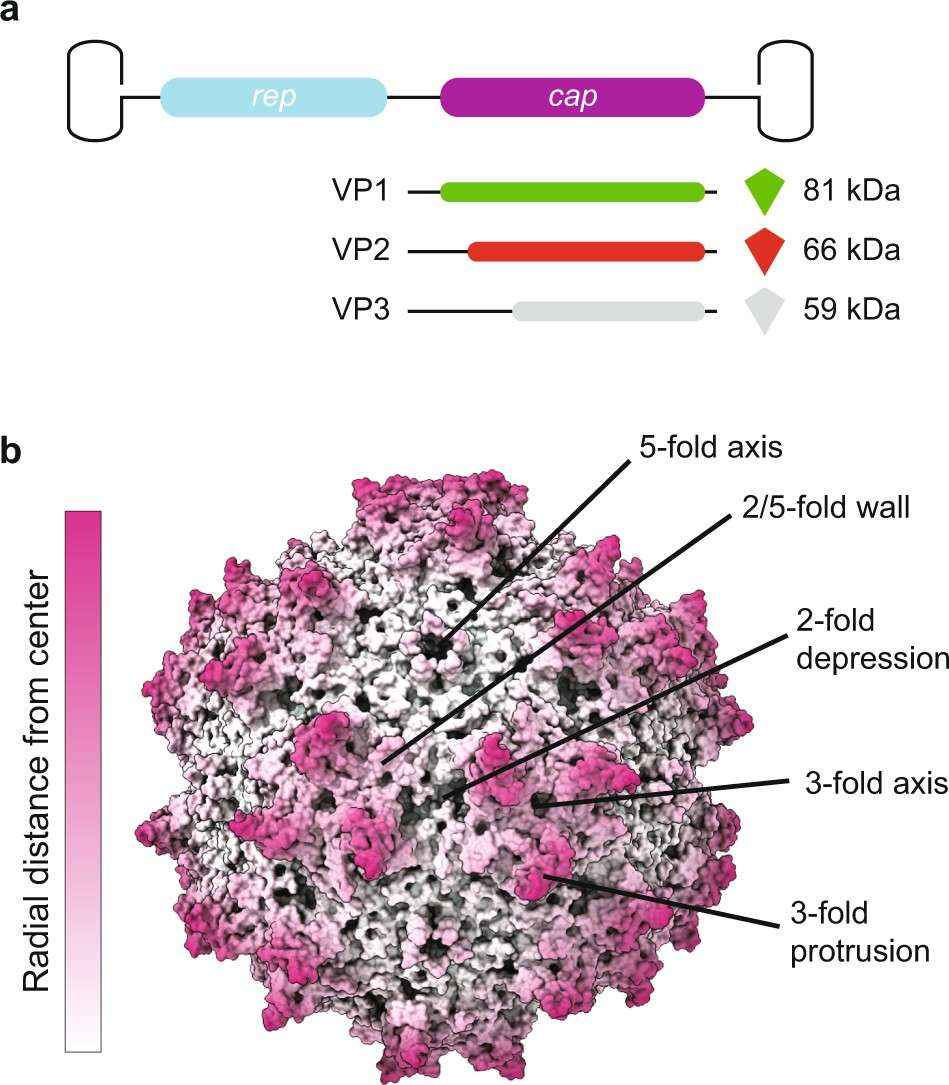 Gene therapy: Adeno-associated virus (AAV) titer quantification (ELISA) - Creative Diagnostics