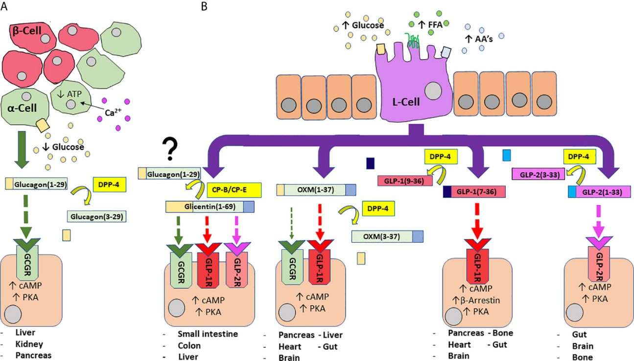Functions and Regulation of Proglucagon Family Peptides - Creative ...