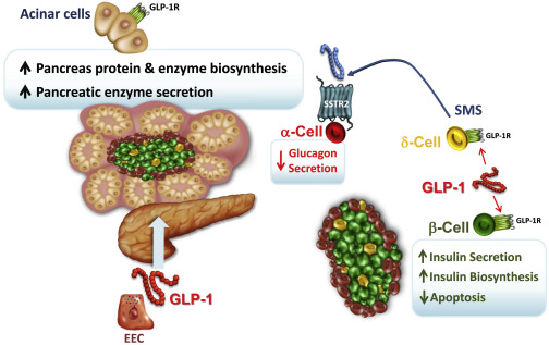 GLP-1/GLP-1R: The Star Target for Type 2 Diabetes Mellitus Treatment ...