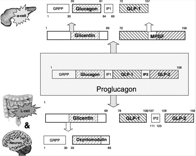 GLP-2/GLP-2R: Promising Targets for The Short Bowel Syndrome - Creative Diagnostics