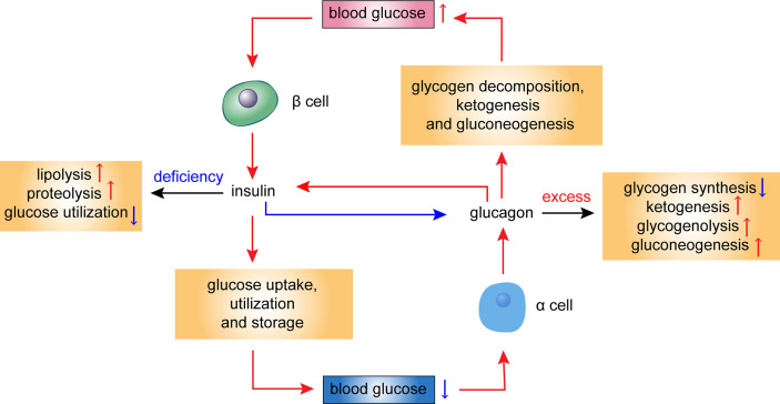 Functions and Regulation of Proglucagon Family Peptides - Creative ...