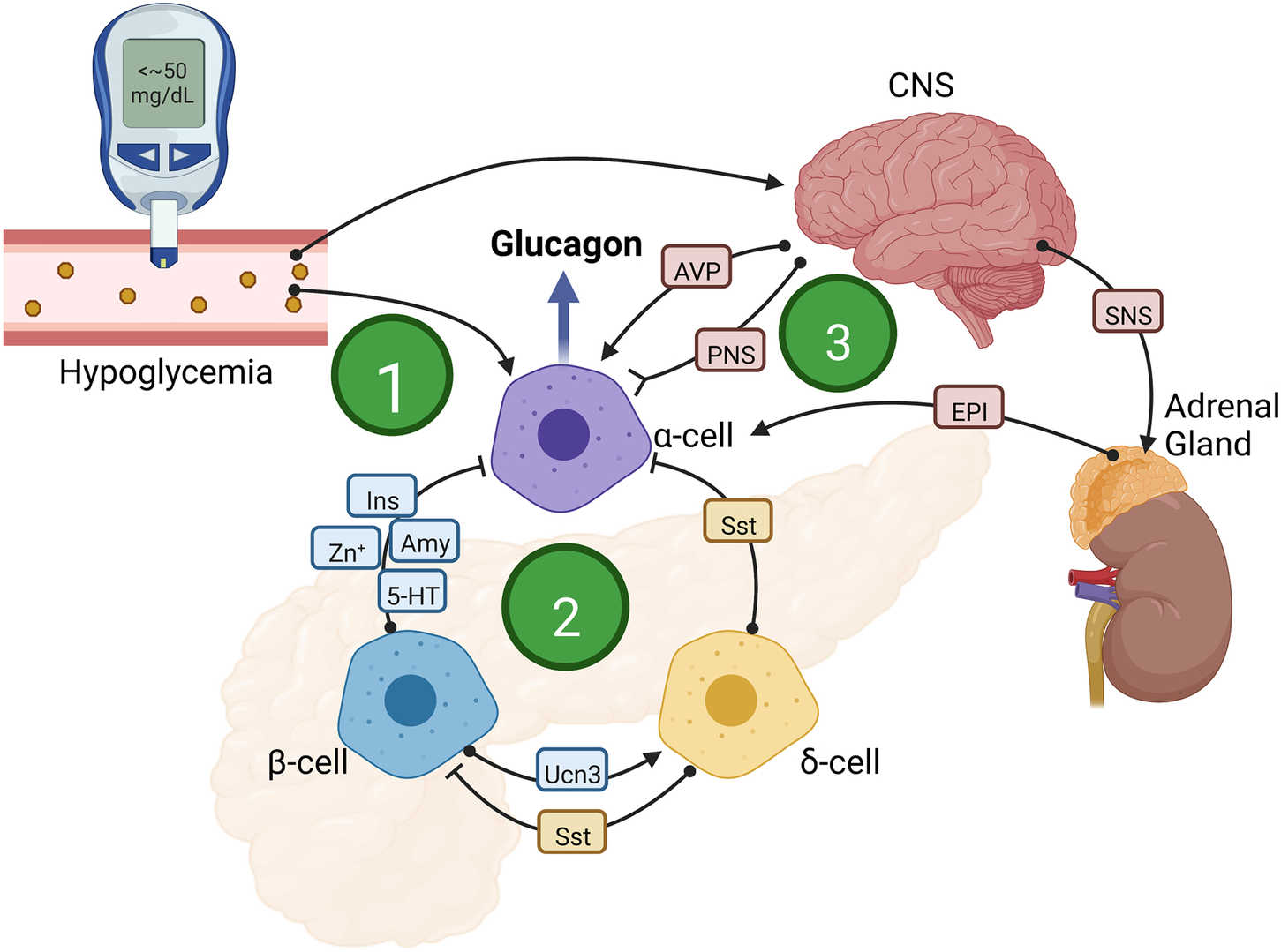 Glucagon Regulation and Detection - Creative Diagnostics