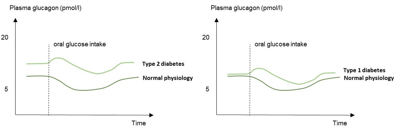 Glucagon Regulation and Detection - Creative Diagnostics